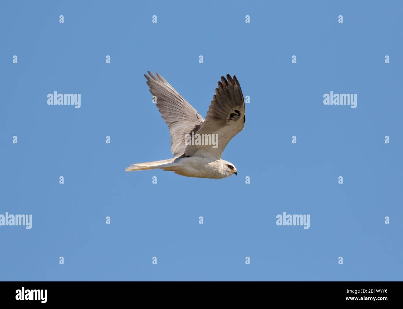 White-tailed Kite (Elanus leucurus) howering in the blue sky Stock ...