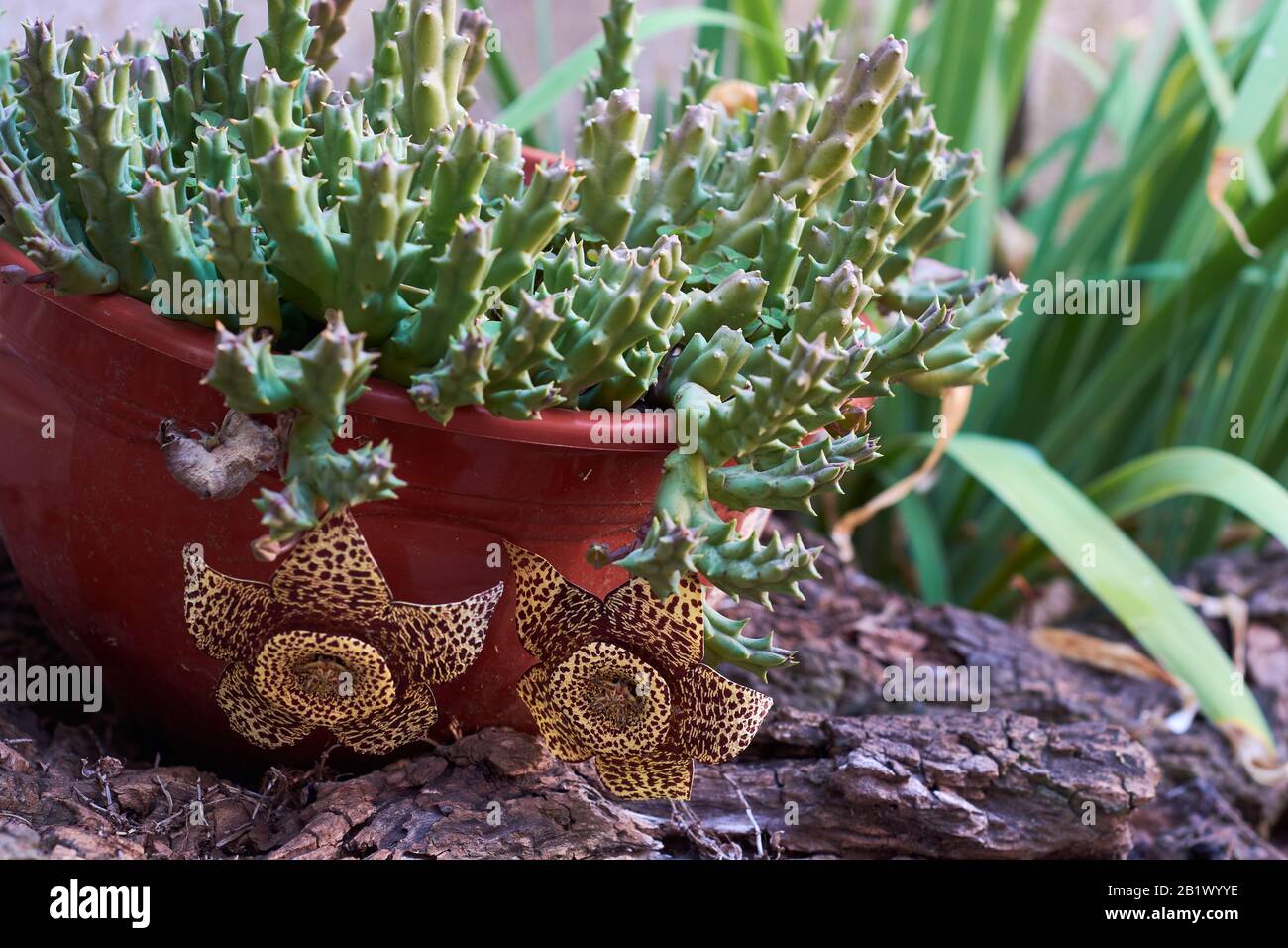 Orbea Variegata leafless succulent plant with two flowers hanging in ...