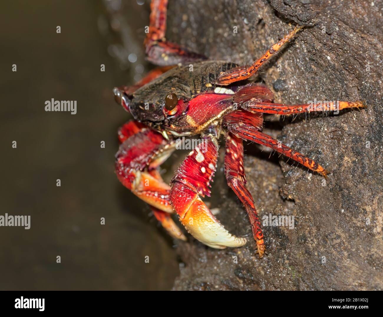 The blackback or common land crab (Gecarcinus lateralis), Atlantic ...