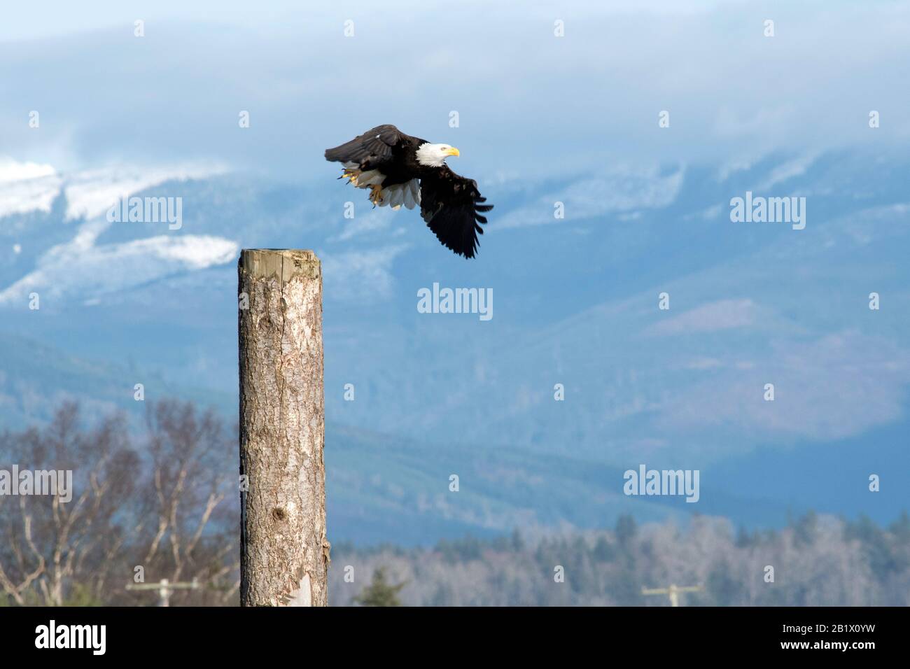 Gorgeous bald eagle flaps it's wings as it takes flight from his perch ...