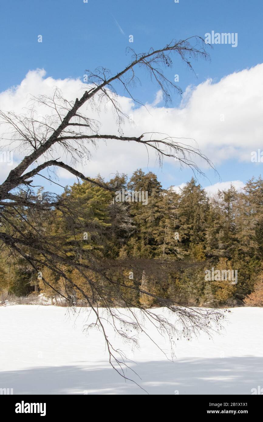 A dead tree leaning over a frozen lake under beautiful winter skies in ...