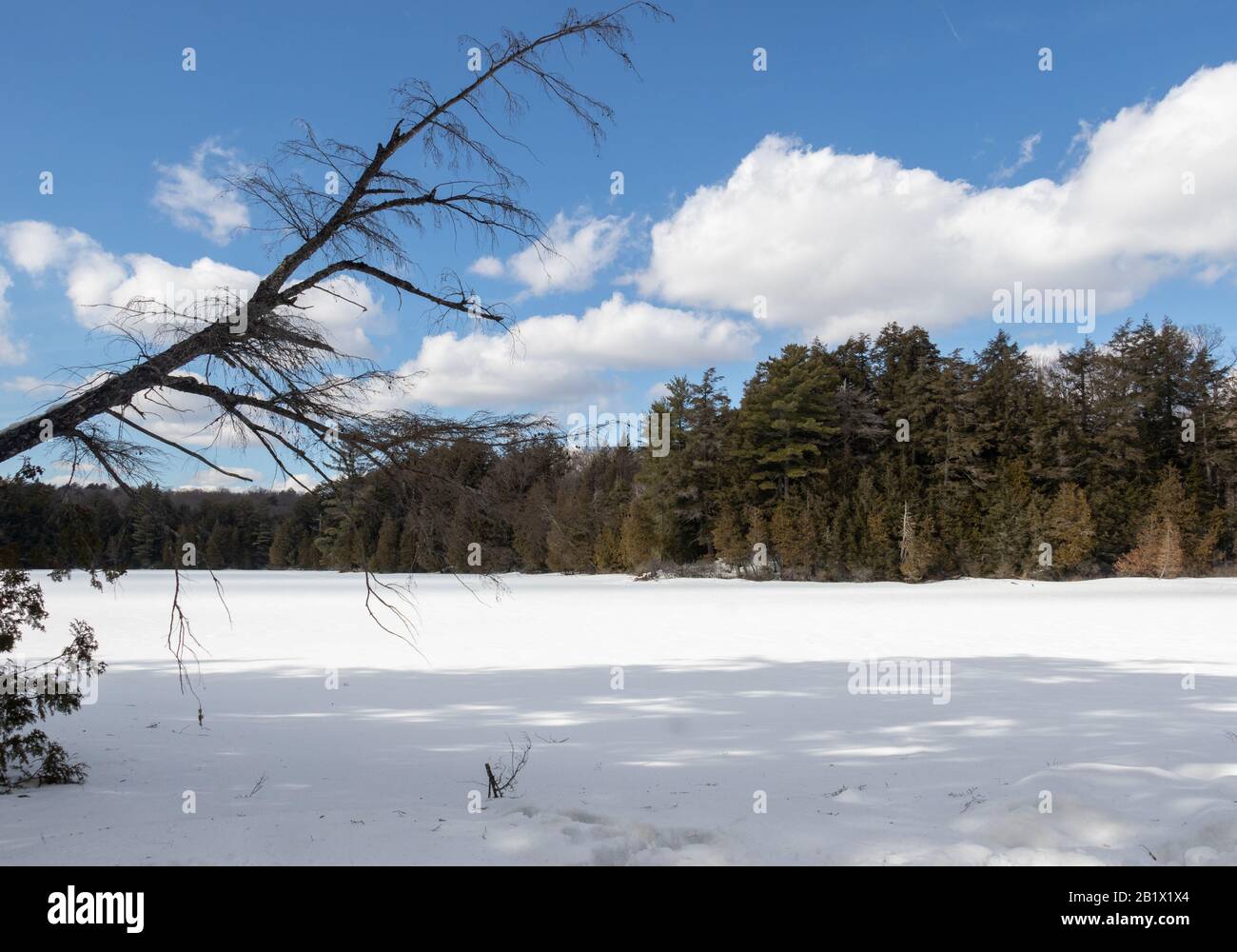 A dead tree leaning over a frozen lake under beautiful winter skies in ...