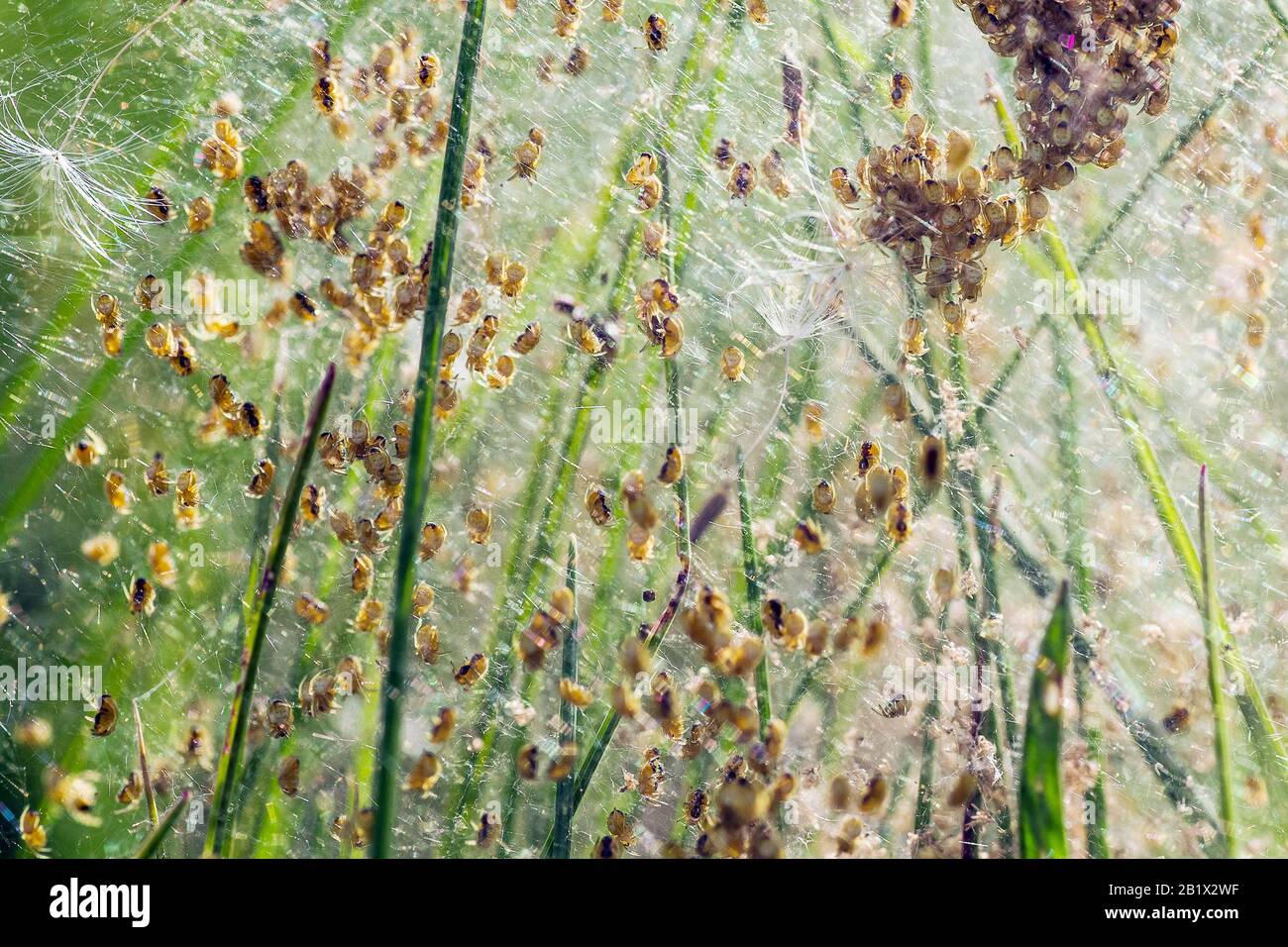 Baby spiders being born. Amazing nature. Spiders spin out. black little ...