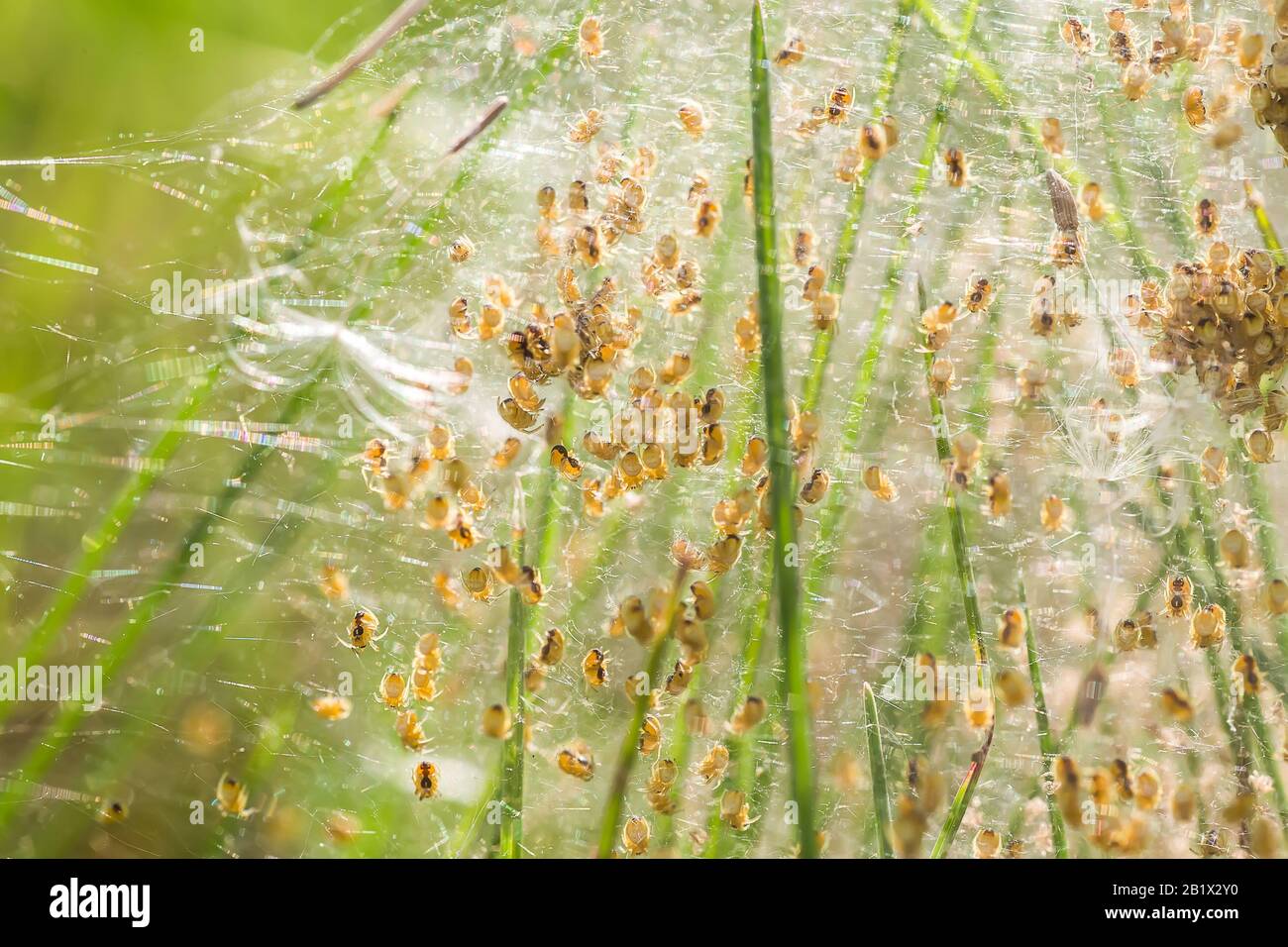 Grass Spiders Nest. Arachnophobia, disgusting and scary concept ...