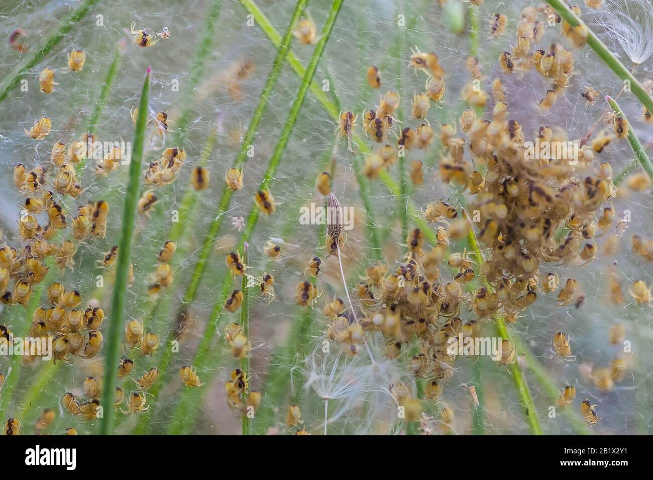 Spiders nest hi-res stock photography and images - Alamy