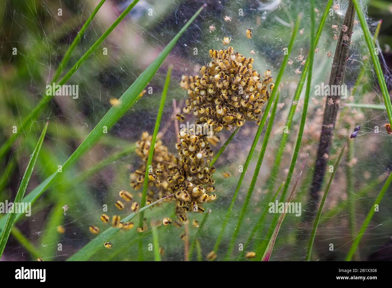 Nest with lots of little spiders, brood. Arachnophobia, disgusting and ...