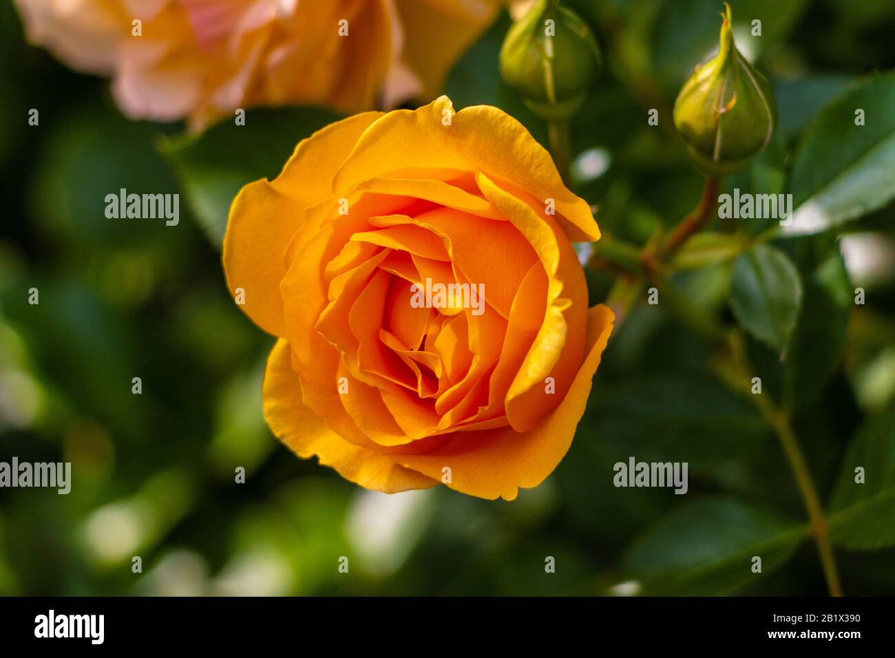 Rose flower yellow hi-res stock photography and images - Alamy