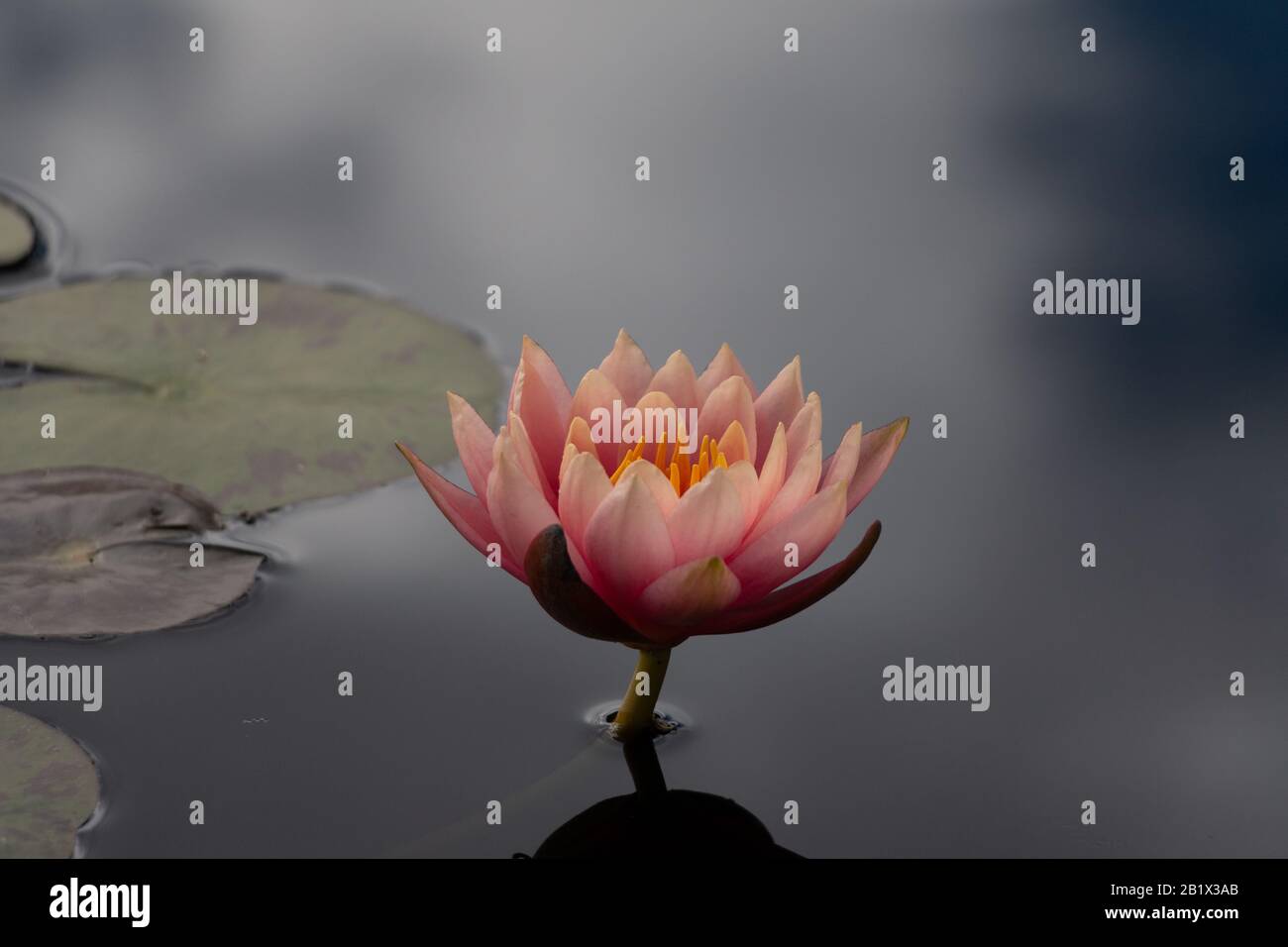 Colorado Nymphaea Water Lily Emerging from Pond Stock Photo - Alamy