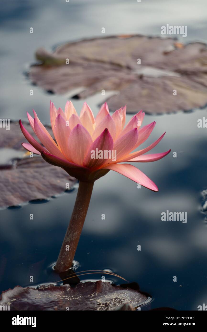 Nymphaea colorado hi-res stock photography and images - Alamy