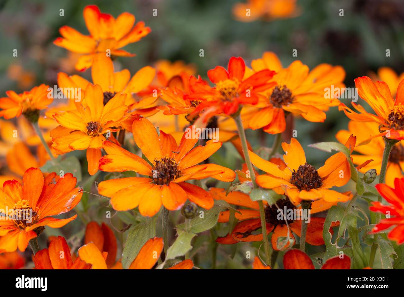Orange yellow daisies hi-res stock photography and images - Alamy