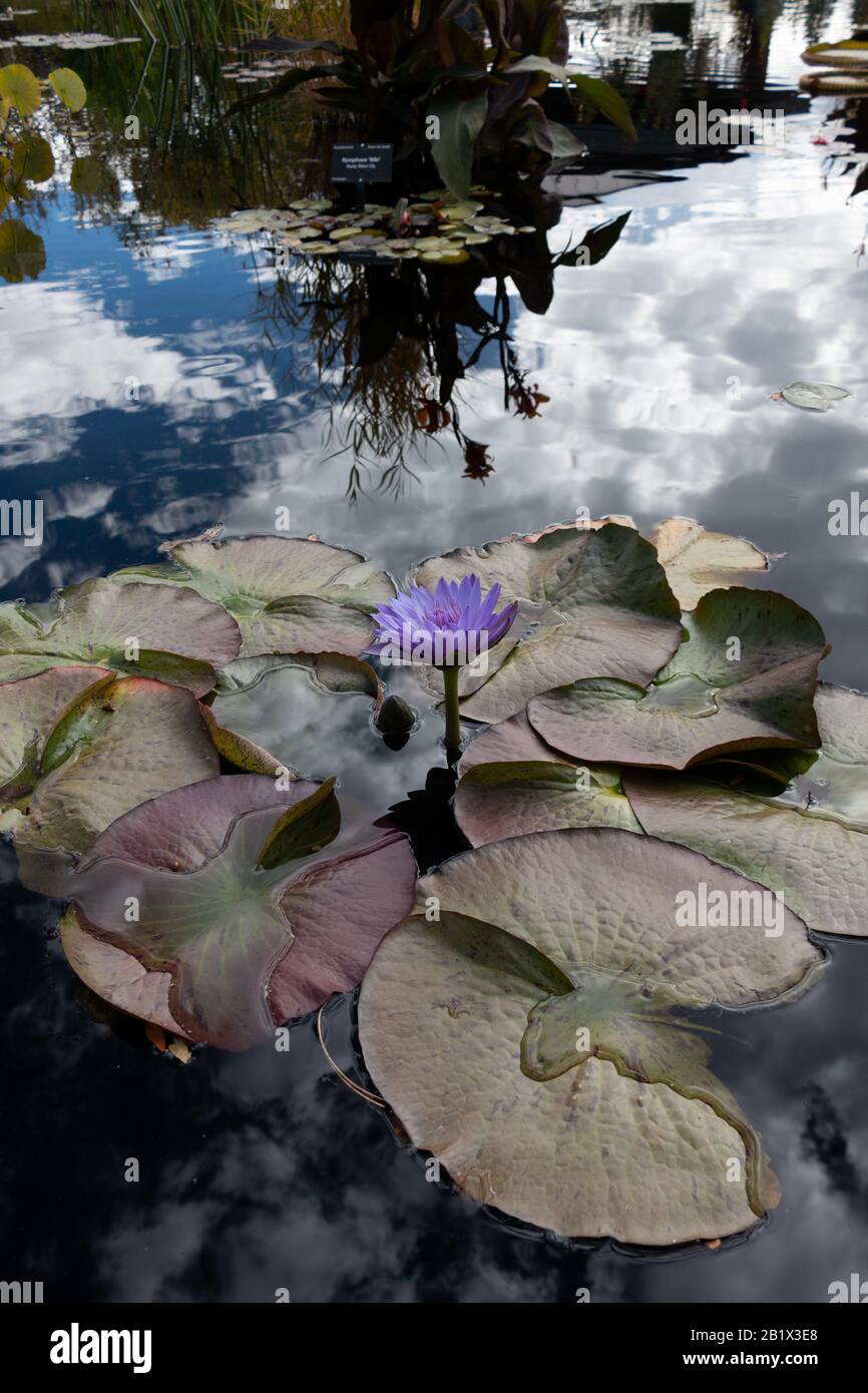 Water Reflection in A Garden Stock Photo - Alamy