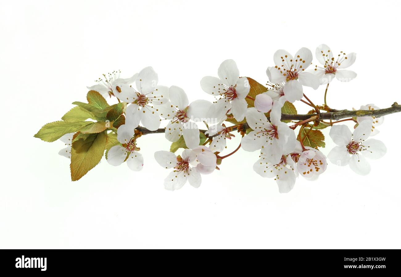 Branch with blossoms isolated on white Stock Photo - Alamy