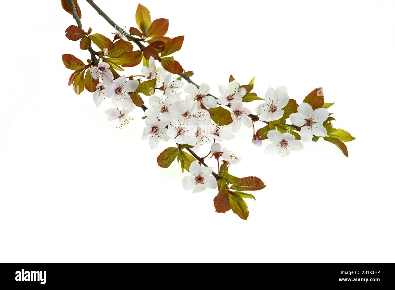 Branch with blossoms isolated on white Stock Photo - Alamy