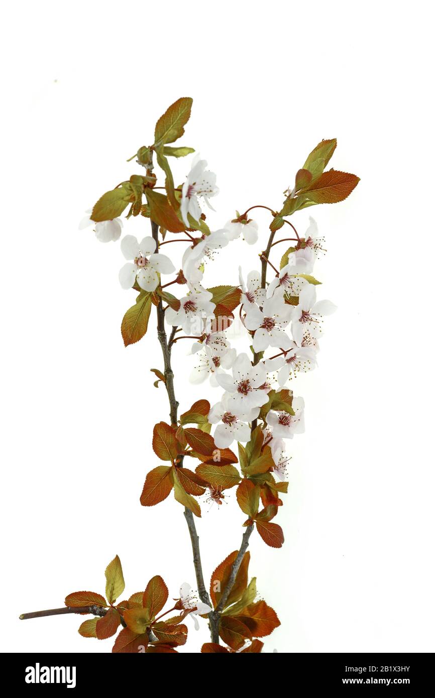 Branch with blossoms isolated on white Stock Photo - Alamy