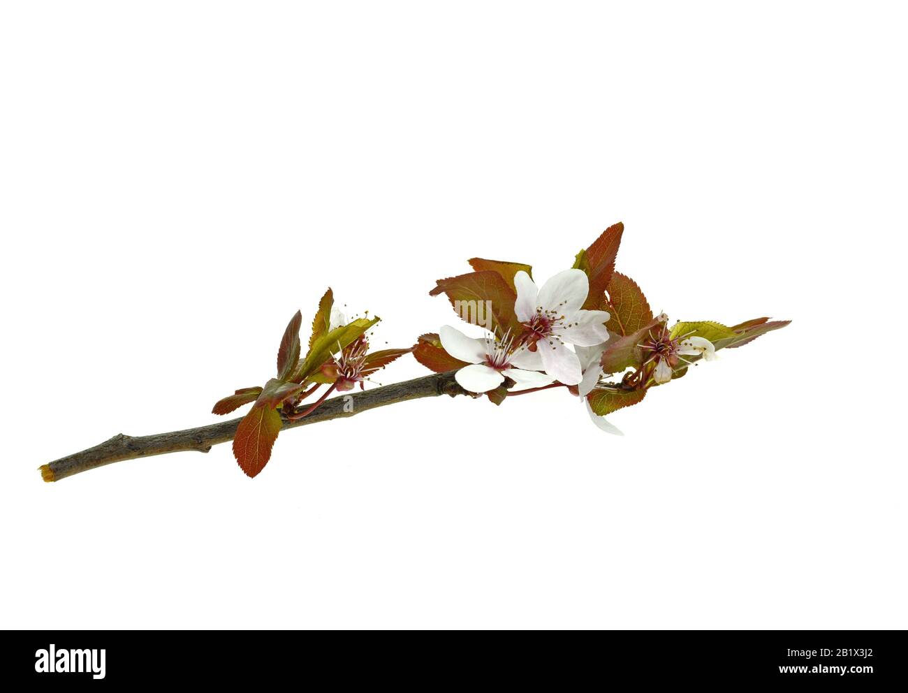 Branch with blossoms isolated on white Stock Photo - Alamy