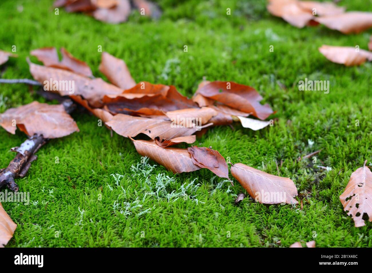 Fallen Autumn Leaves. Autumn Approach, Season Change Concept. Yellow ...