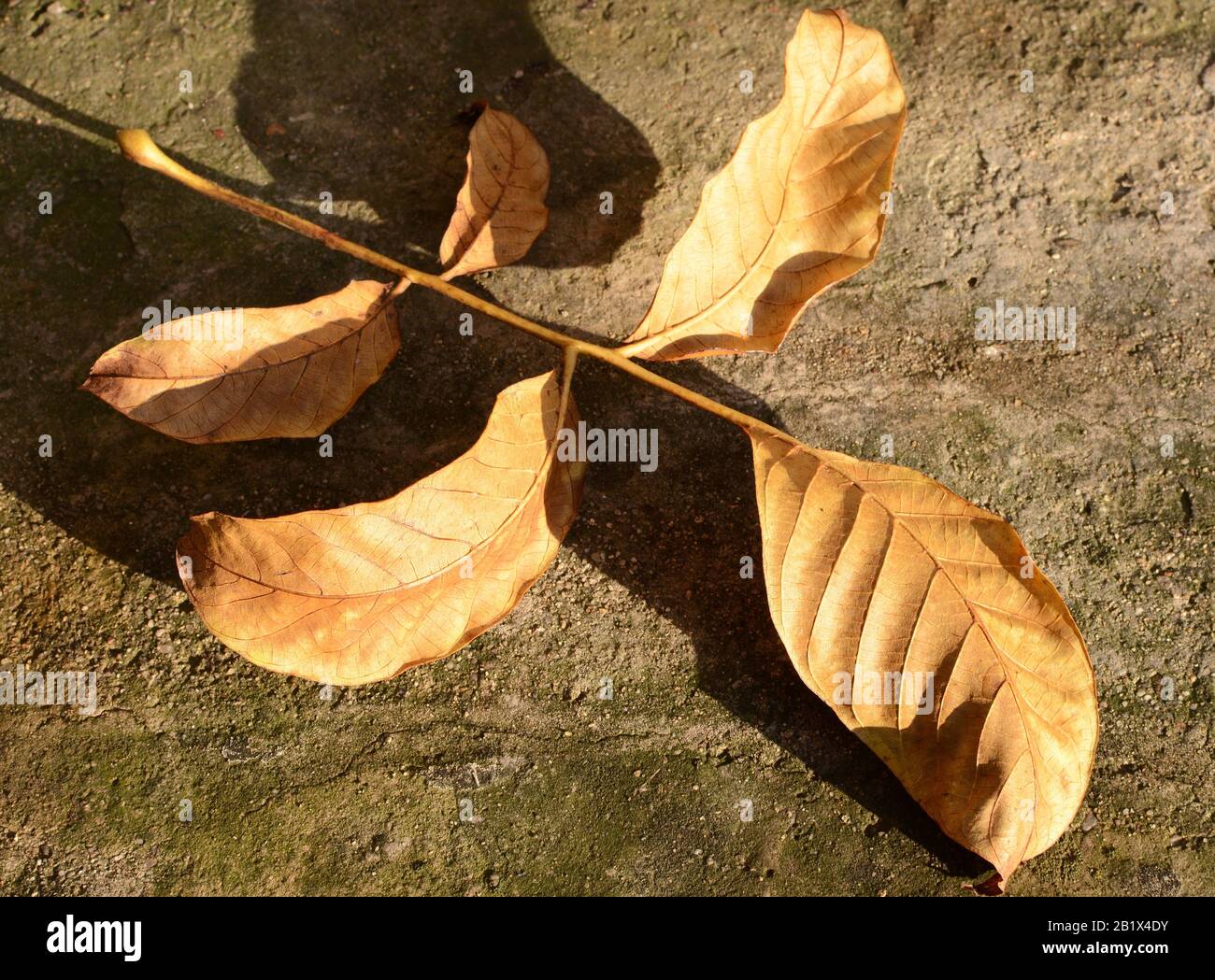 Fallen Autumn Leaves. Autumn Approach, Season Change Concept. Yellow ...