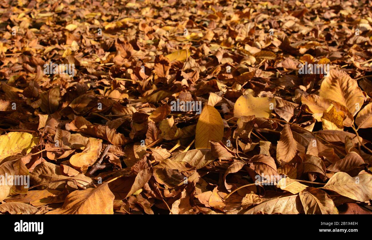 Fallen Autumn Leaves. Autumn Approach, Season Change Concept. Yellow ...
