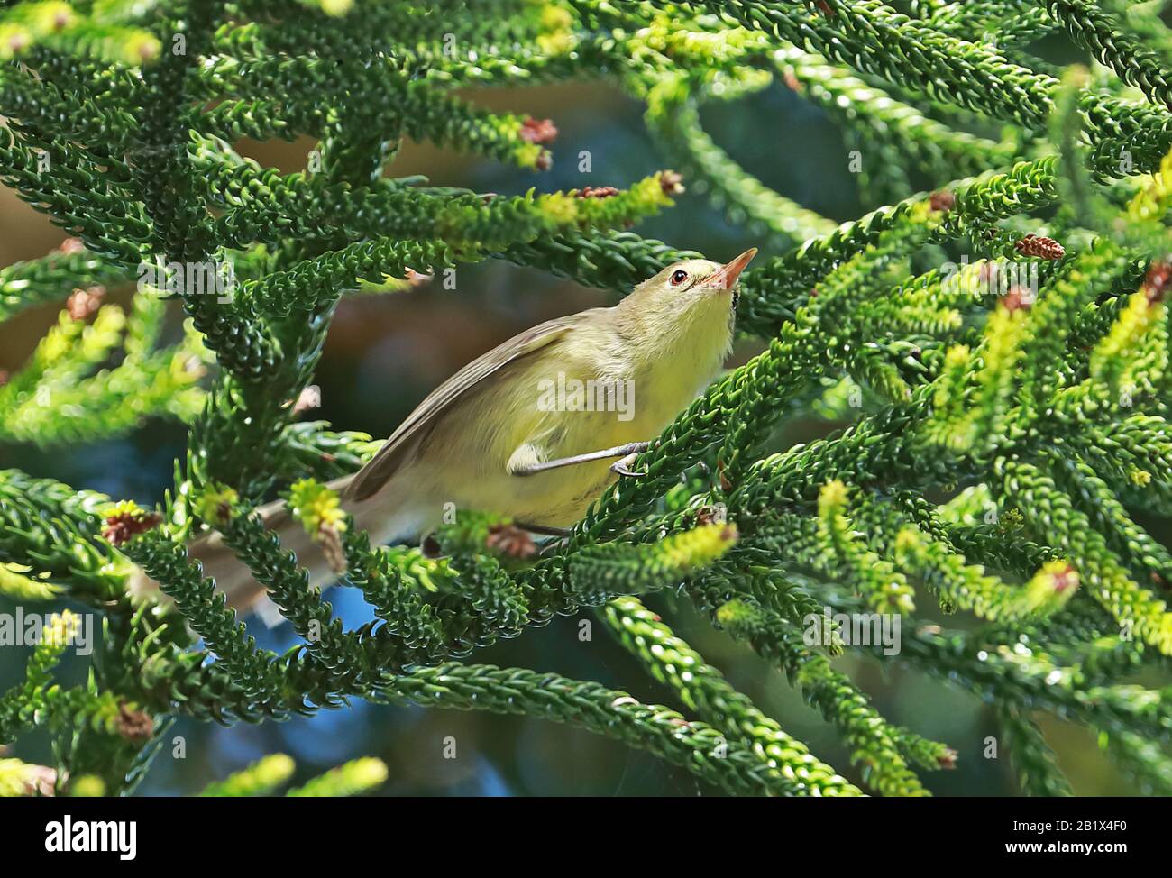 Rodrigues islands hi-res stock photography and images - Alamy