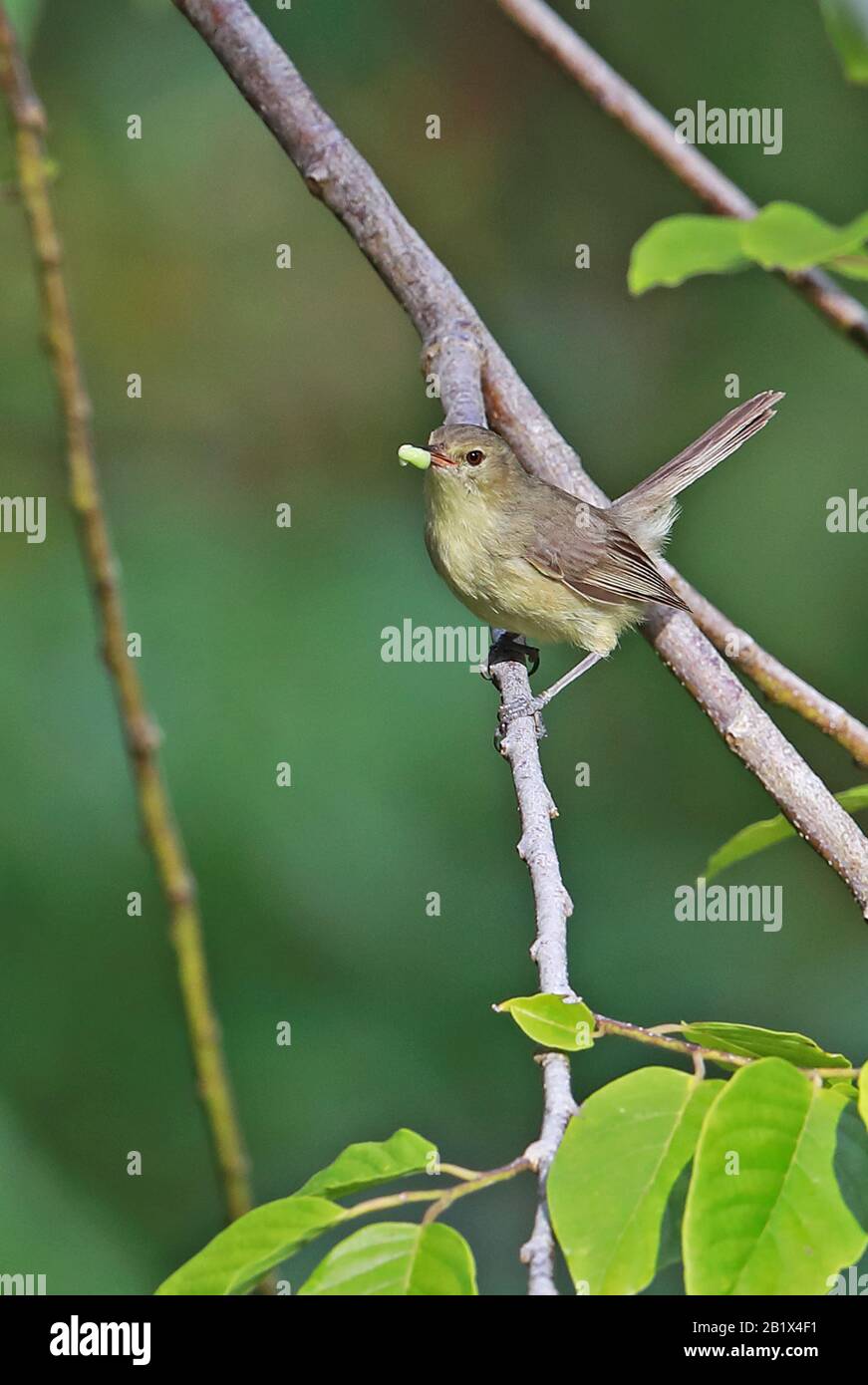 Rodericanus hi-res stock photography and images - Alamy