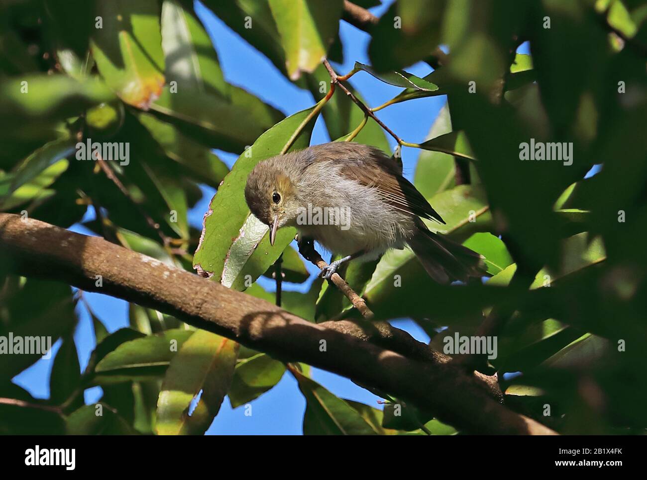 Rodrigues islands hi-res stock photography and images - Alamy