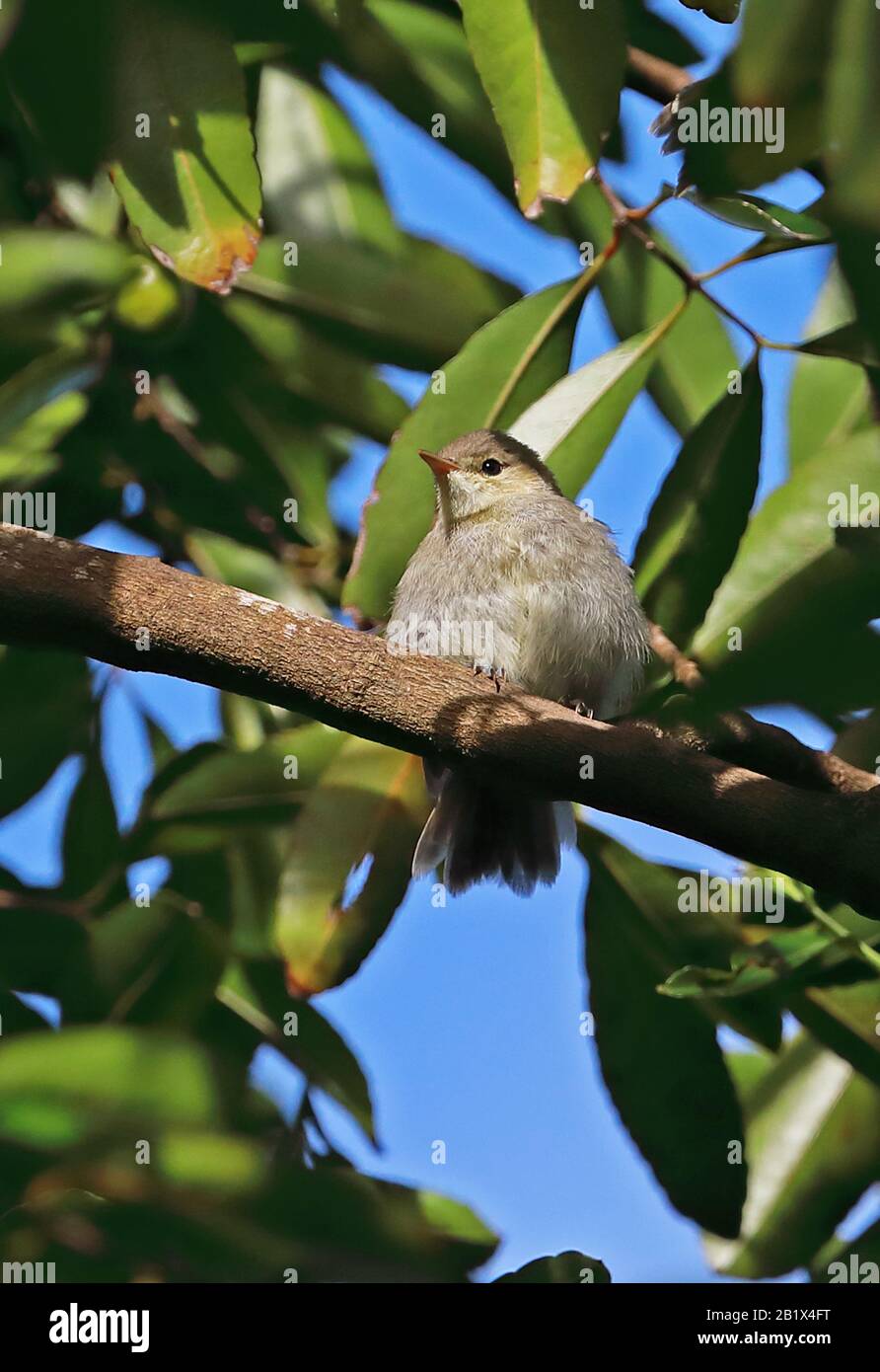 Rodericanus hi-res stock photography and images - Alamy