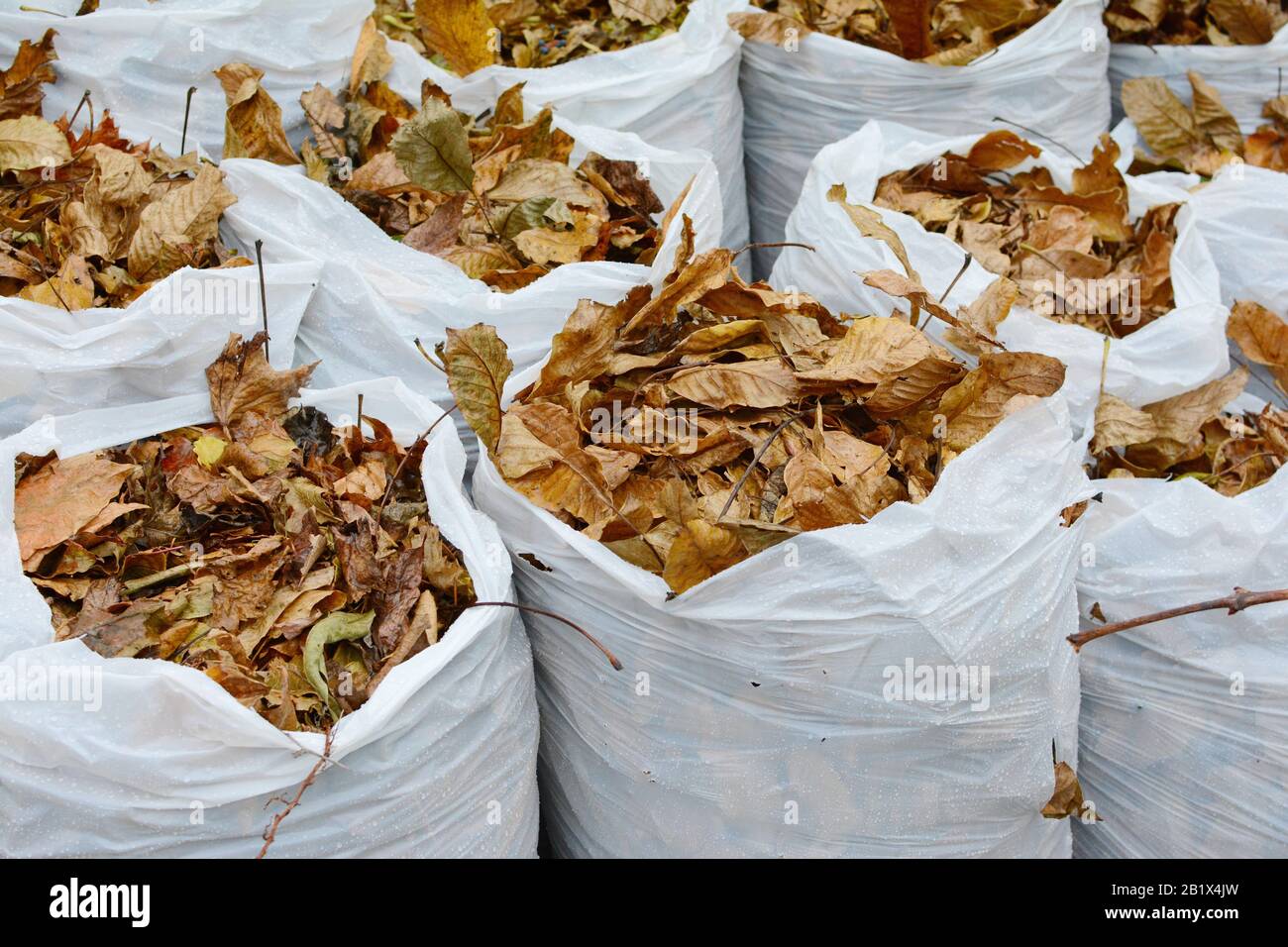 Dried leaves in plastic bags. Full bags of dry leaves Stock Photo - Alamy