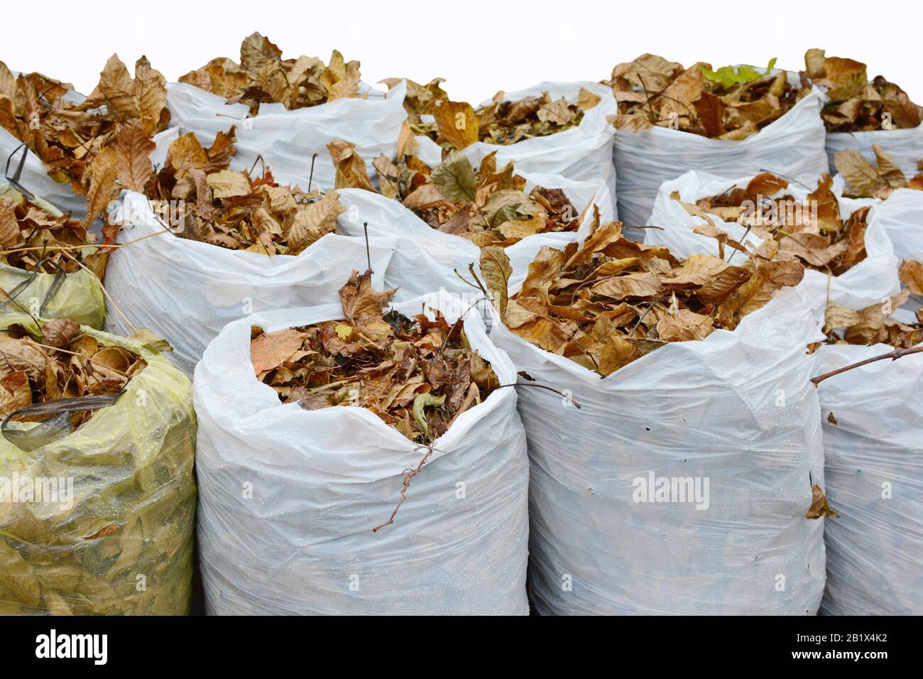 Dried leaves in plastic bags. Full bags of dry leaves Stock Photo - Alamy