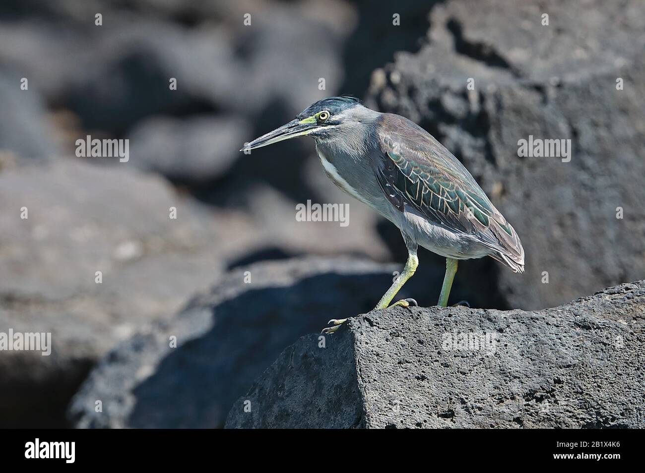 Striated Heron (Butorides striata javanica) adult standing on rock by ...