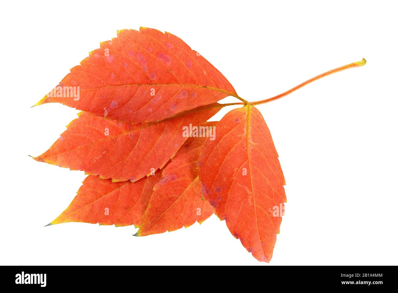 Parthenocissus plant red leaf Cut Out Stock Images & Pictures - Alamy