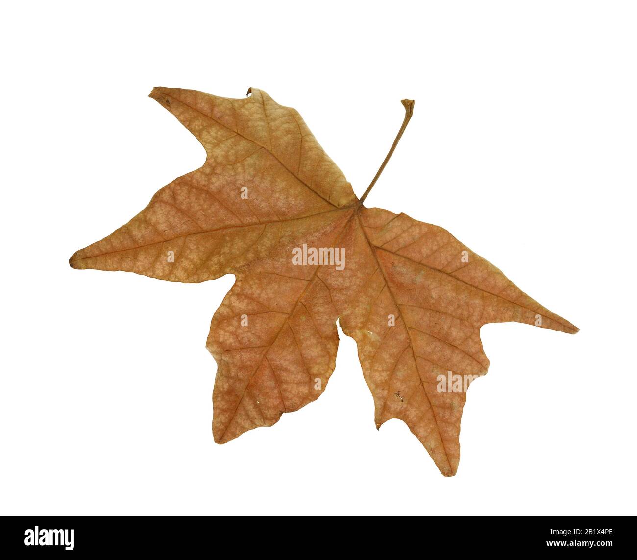 autumn leaf isolated on white background Stock Photo - Alamy