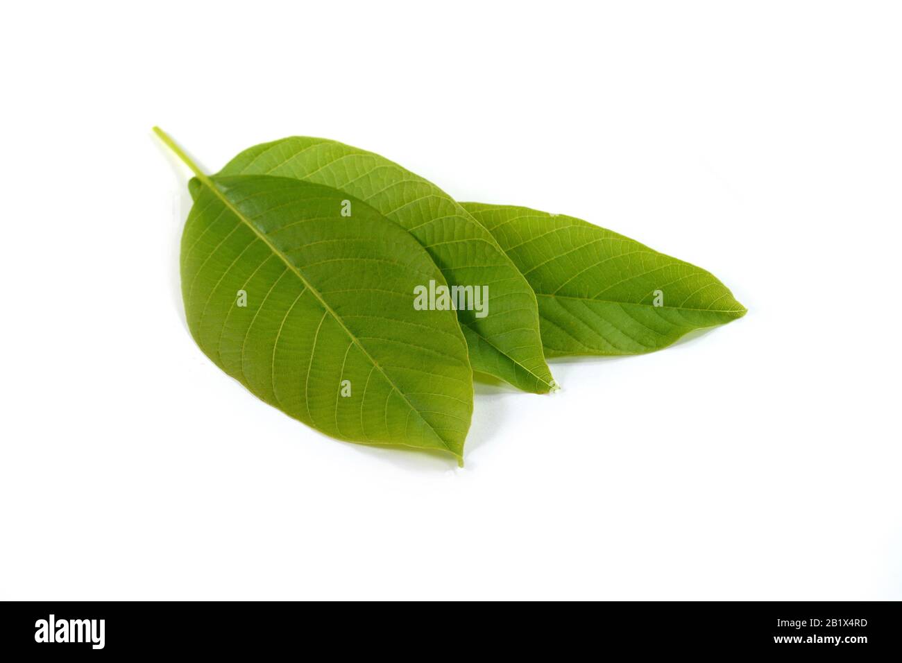 green walnut leaf isolated on white Stock Photo - Alamy
