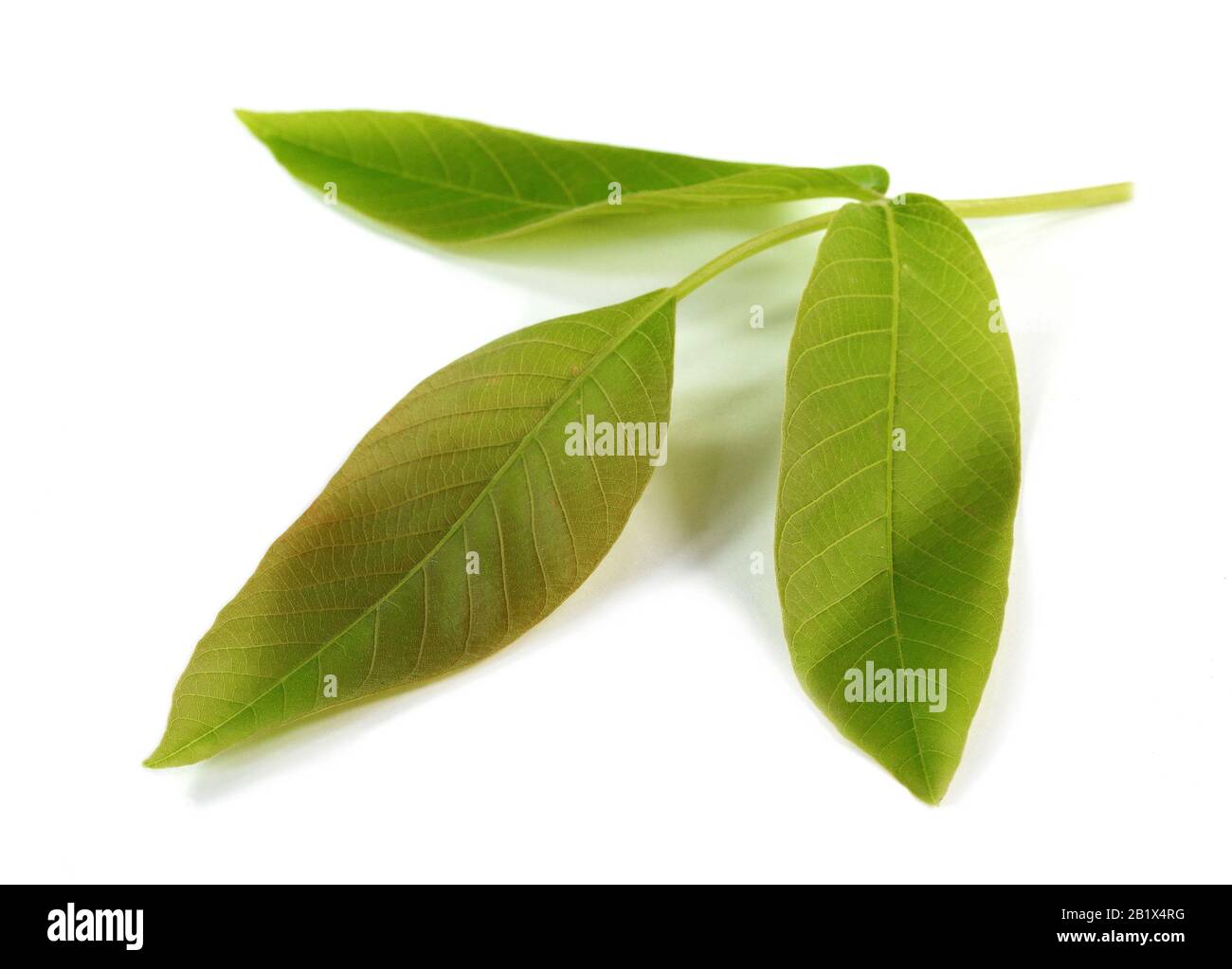 green walnut leaf isolated on white Stock Photo - Alamy