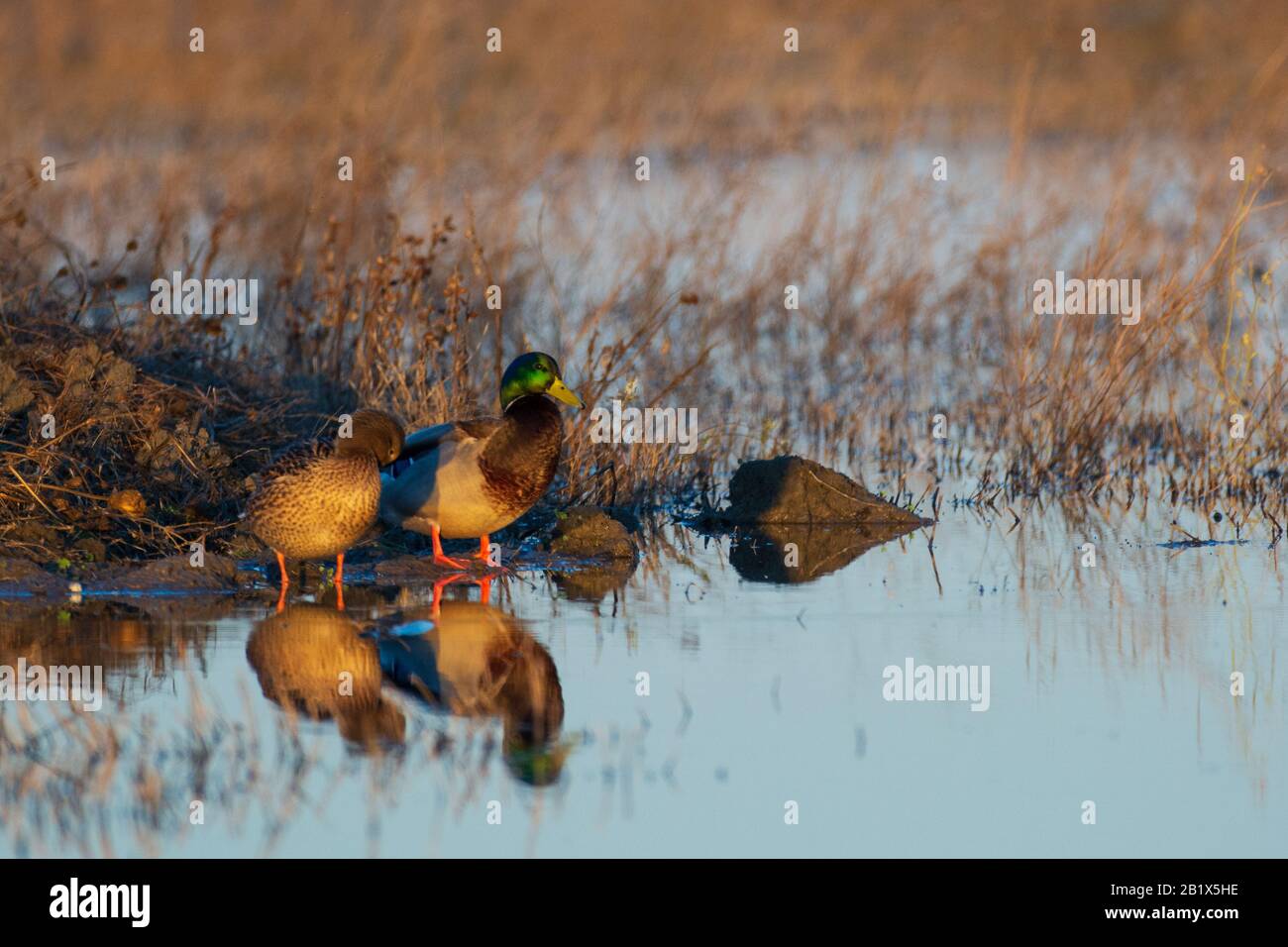 Preening mallard hen hi-res stock photography and images - Alamy