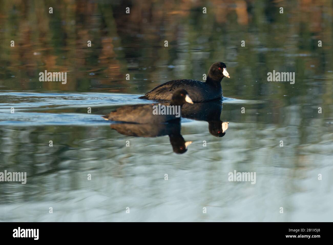 american coot waterfowl birds swimming in water Stock Photo - Alamy