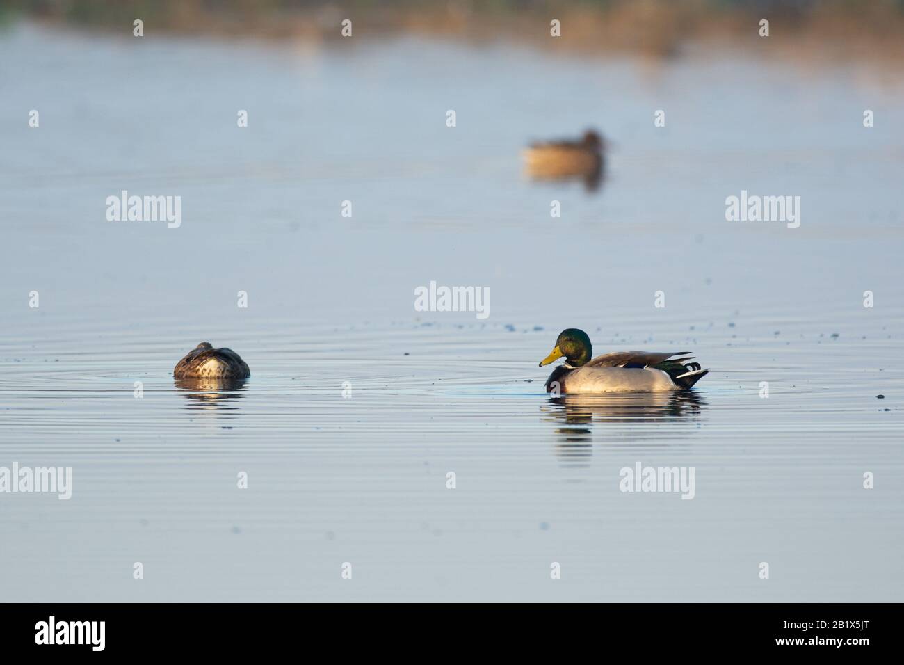 mallard duck drake male swimming in water Stock Photo - Alamy