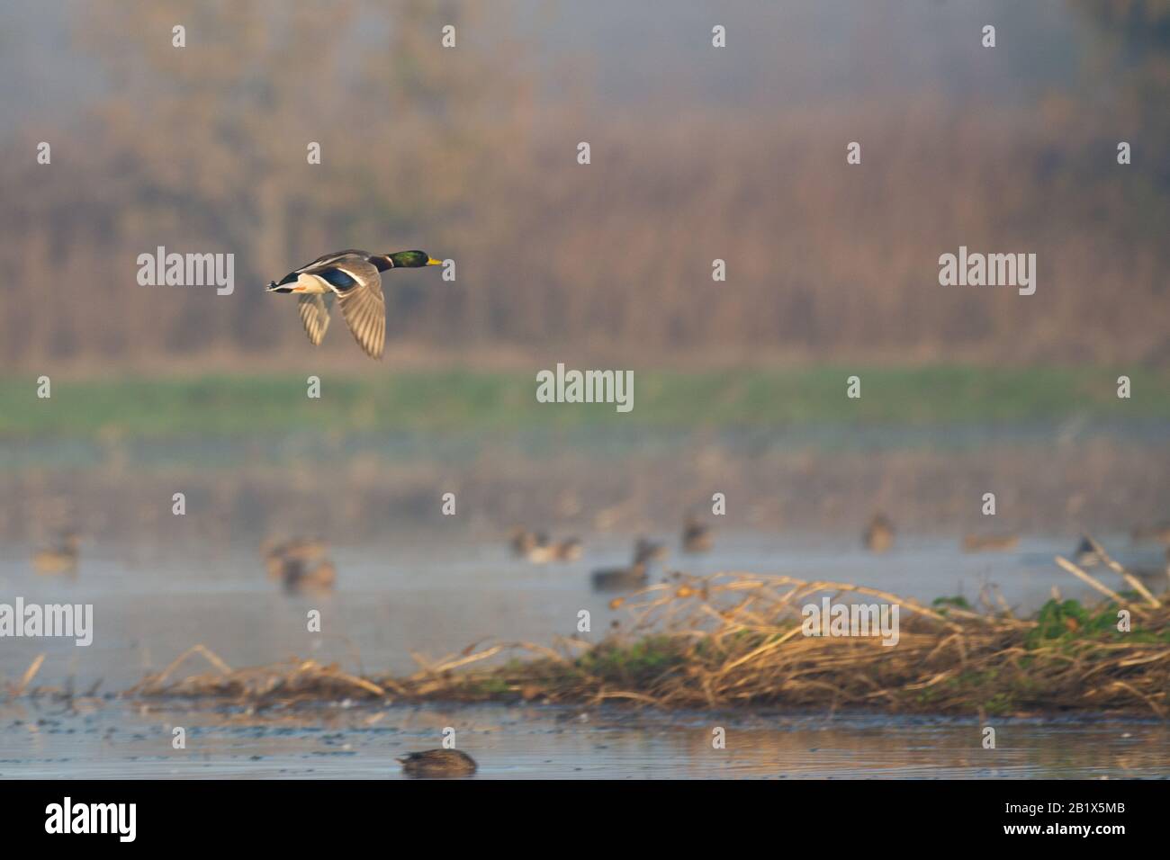 Mallard duck flying low hi-res stock photography and images - Alamy