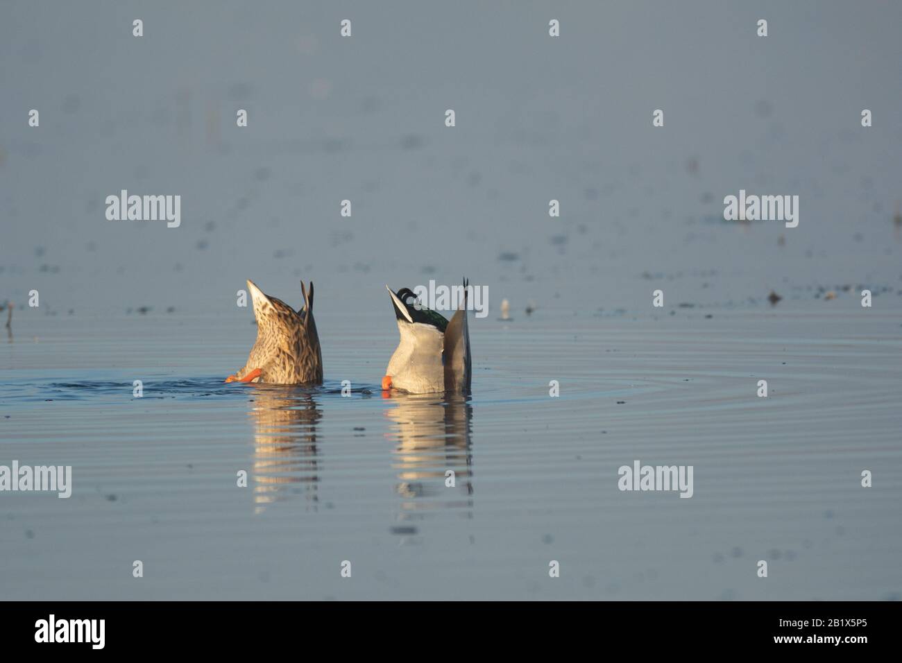 Mallard duck diving underwater hi-res stock photography and images - Alamy