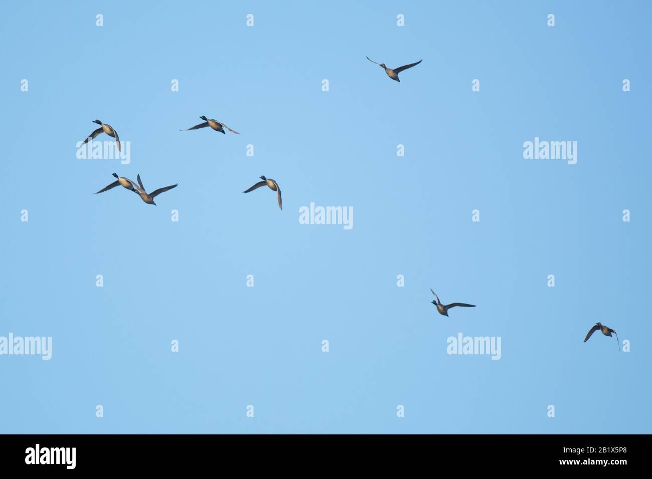pintail duck flock waterfowl flying migration Stock Photo - Alamy