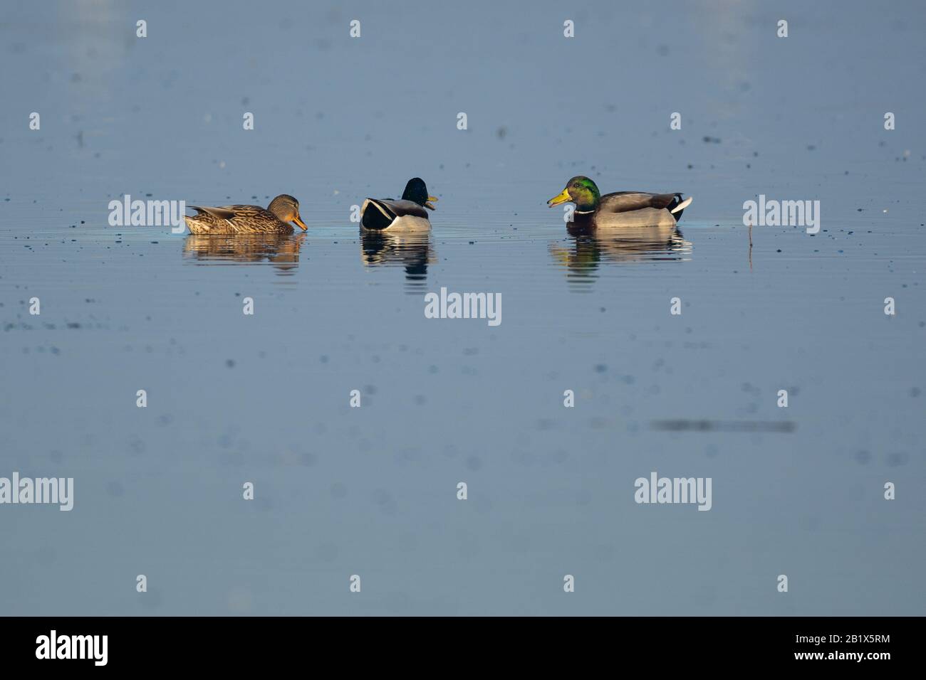 Talking to each other animals hi-res stock photography and images - Alamy
