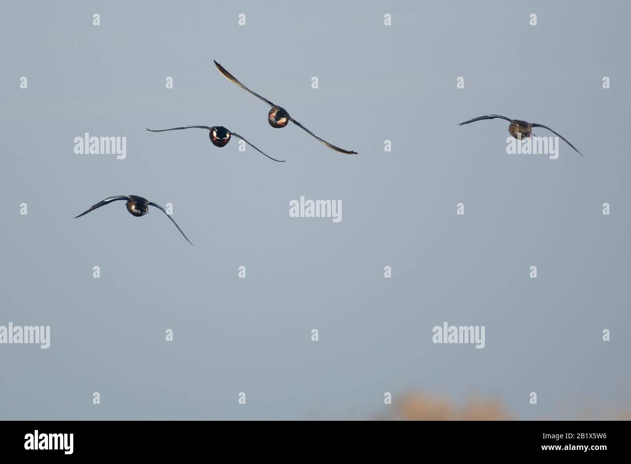 pintail duck flock waterfowl flying migration Stock Photo - Alamy