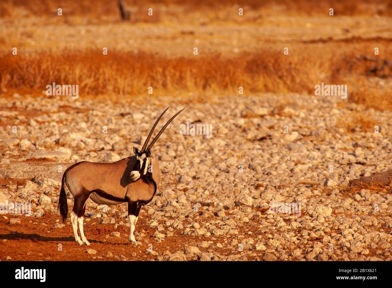 Orix anthelope or Gemsbok at Okaukuejo waterhole, Etosha National Park ...