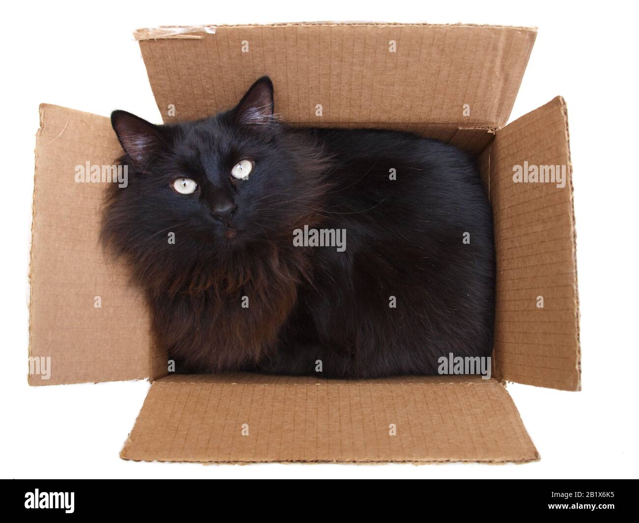Cat posing inside a box hi-res stock photography and images - Alamy
