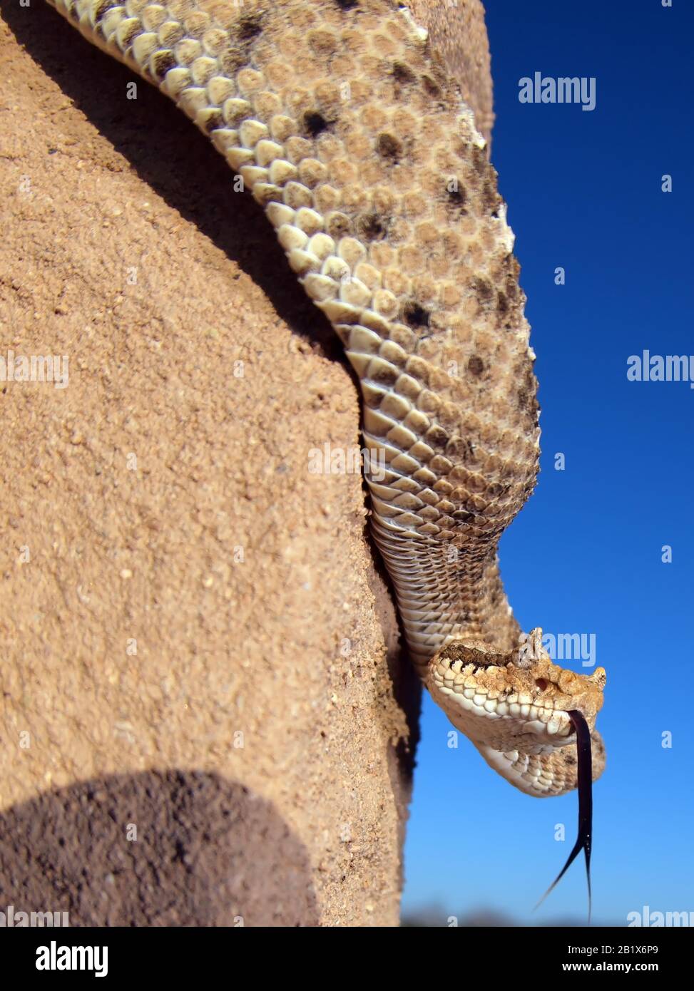 A horned Rattlersnake, also known as a Side-winder, native to Arizona ...