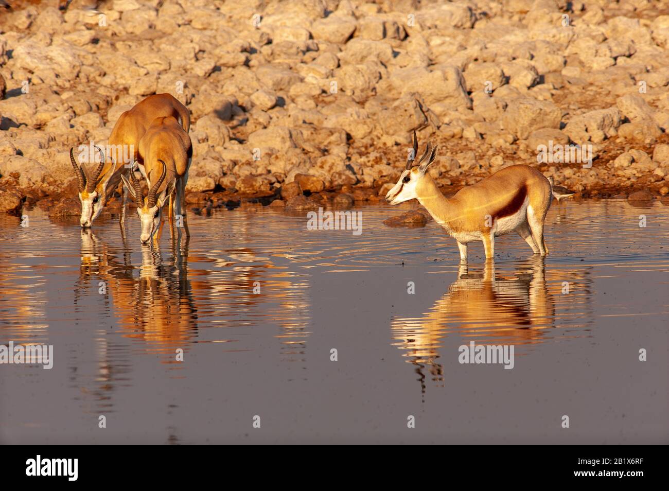 Springboks drinking at Okaukuejo waterhole, Etosha National Park ...