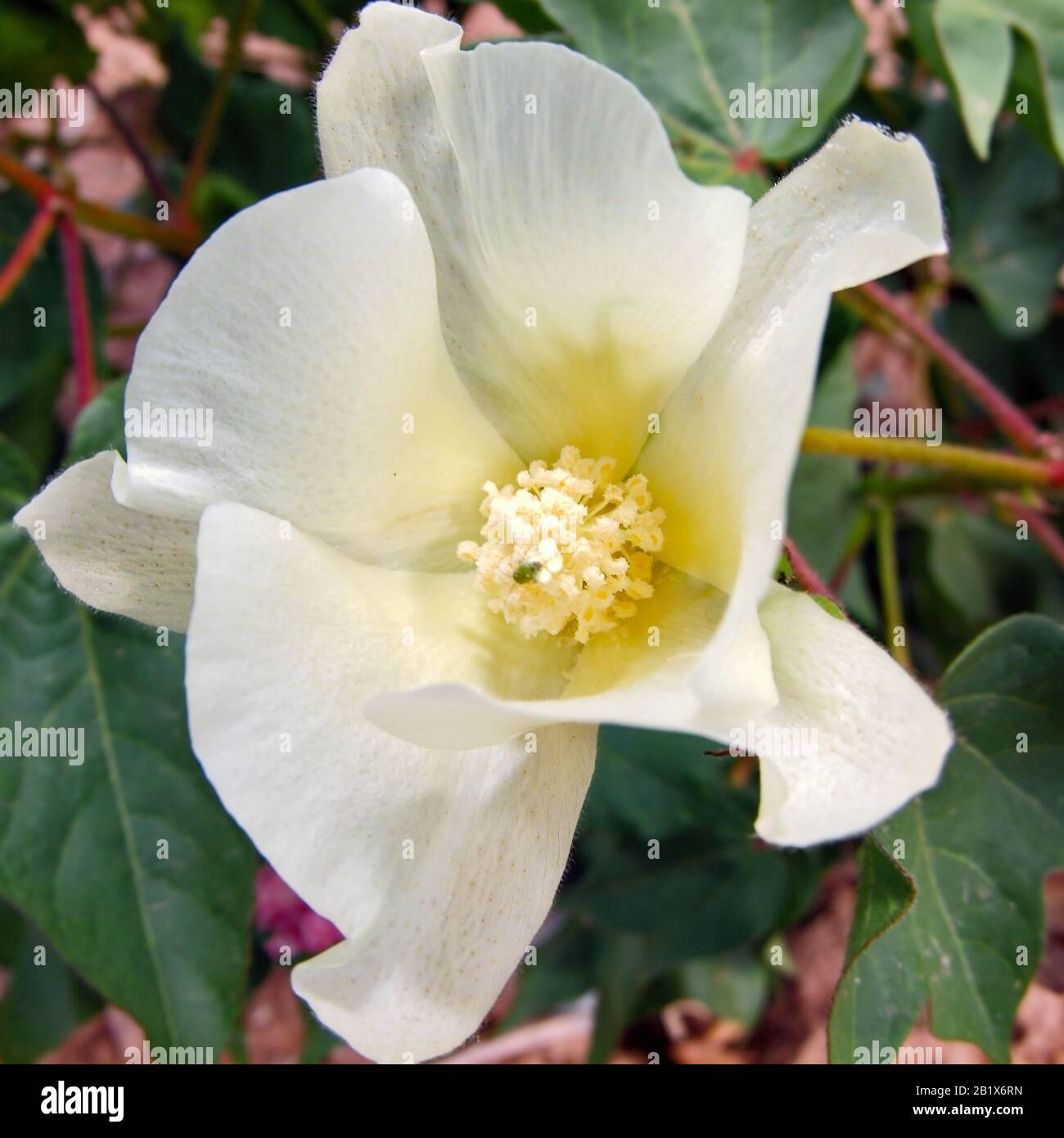 Flower of the Cotton Plant. This simple white flower belongs to the ...