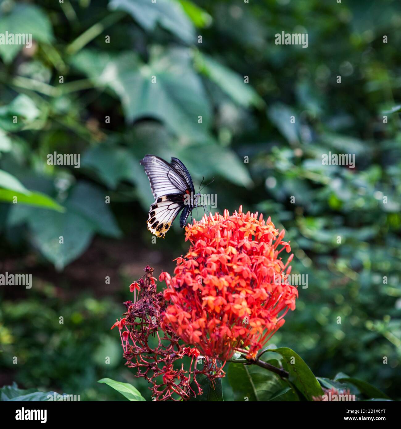 Beautiful black butterfly feeding hi-res stock photography and images ...
