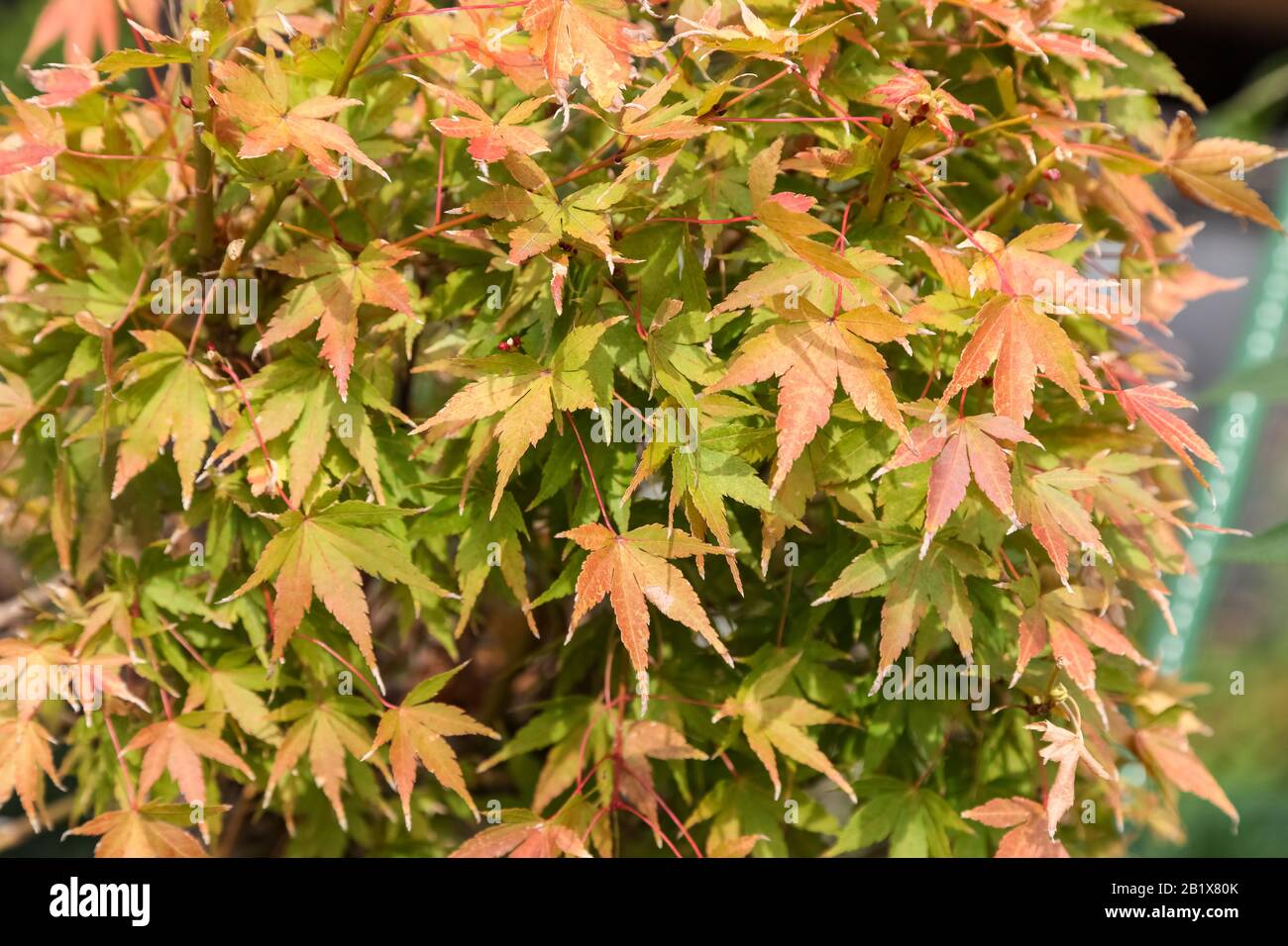 three maple leaves have changed color in fall Stock Photo - Alamy
