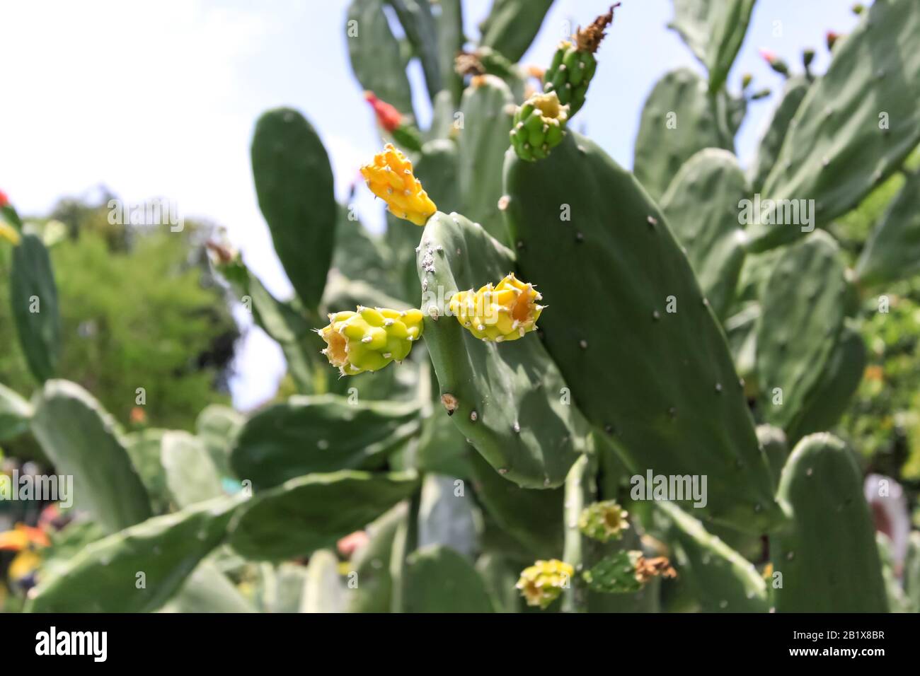 Summer cactus hi-res stock photography and images - Alamy