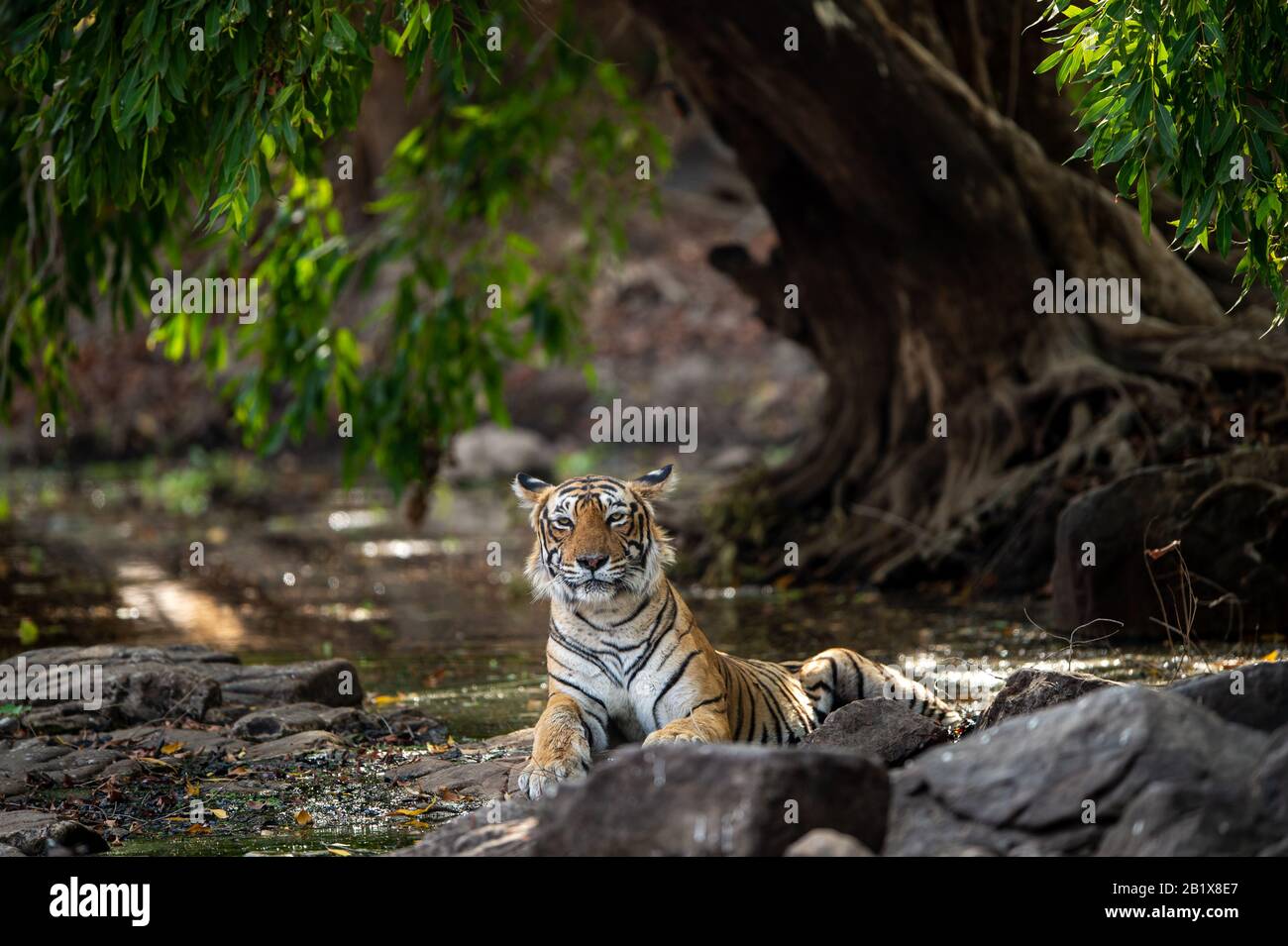 Krishna painting nature hi-res stock photography and images - Alamy